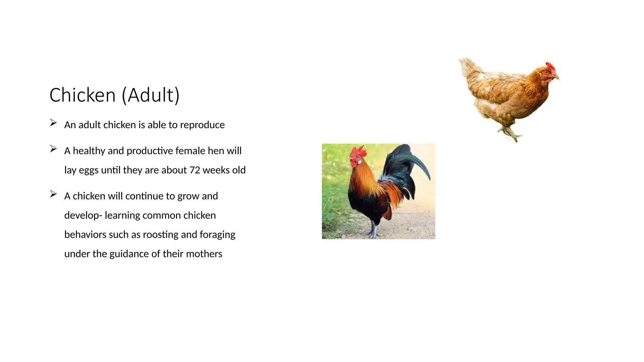 SCIENCE PRIMARY 4 Life cycle of a chicken.pptx