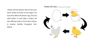 SCIENCE PRIMARY 4 Life cycle of a chicken.pptx