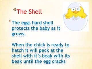 Life cycle of a chicken by annmarie and maria | PPTX | Infertility ...