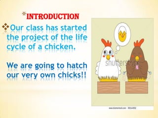 Life cycle of a chicken by annmarie and maria | PPTX | Infertility ...