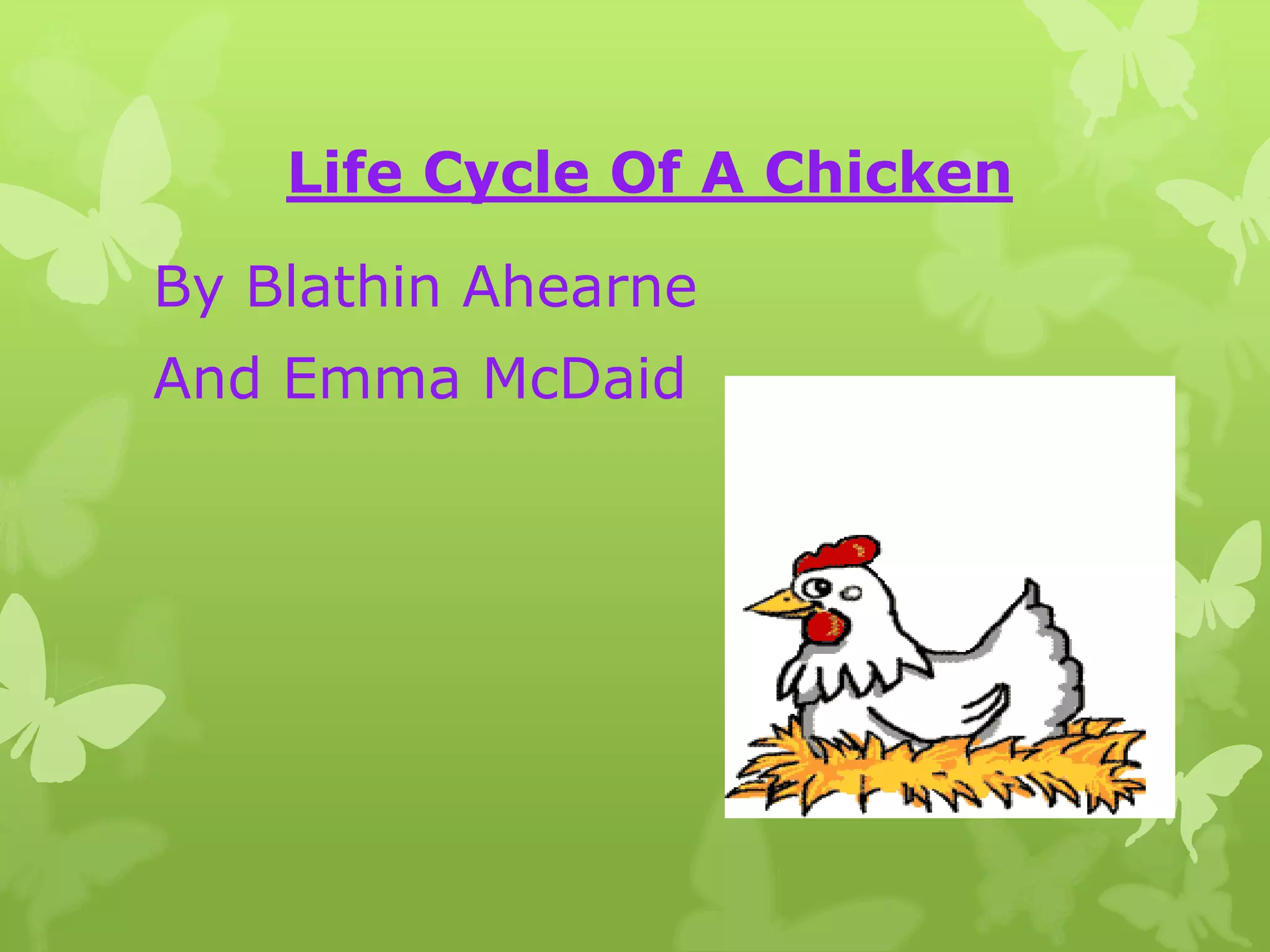 Life cycle of a chicken by emma mcdaid and blathin ahearne x 2 | PPTX