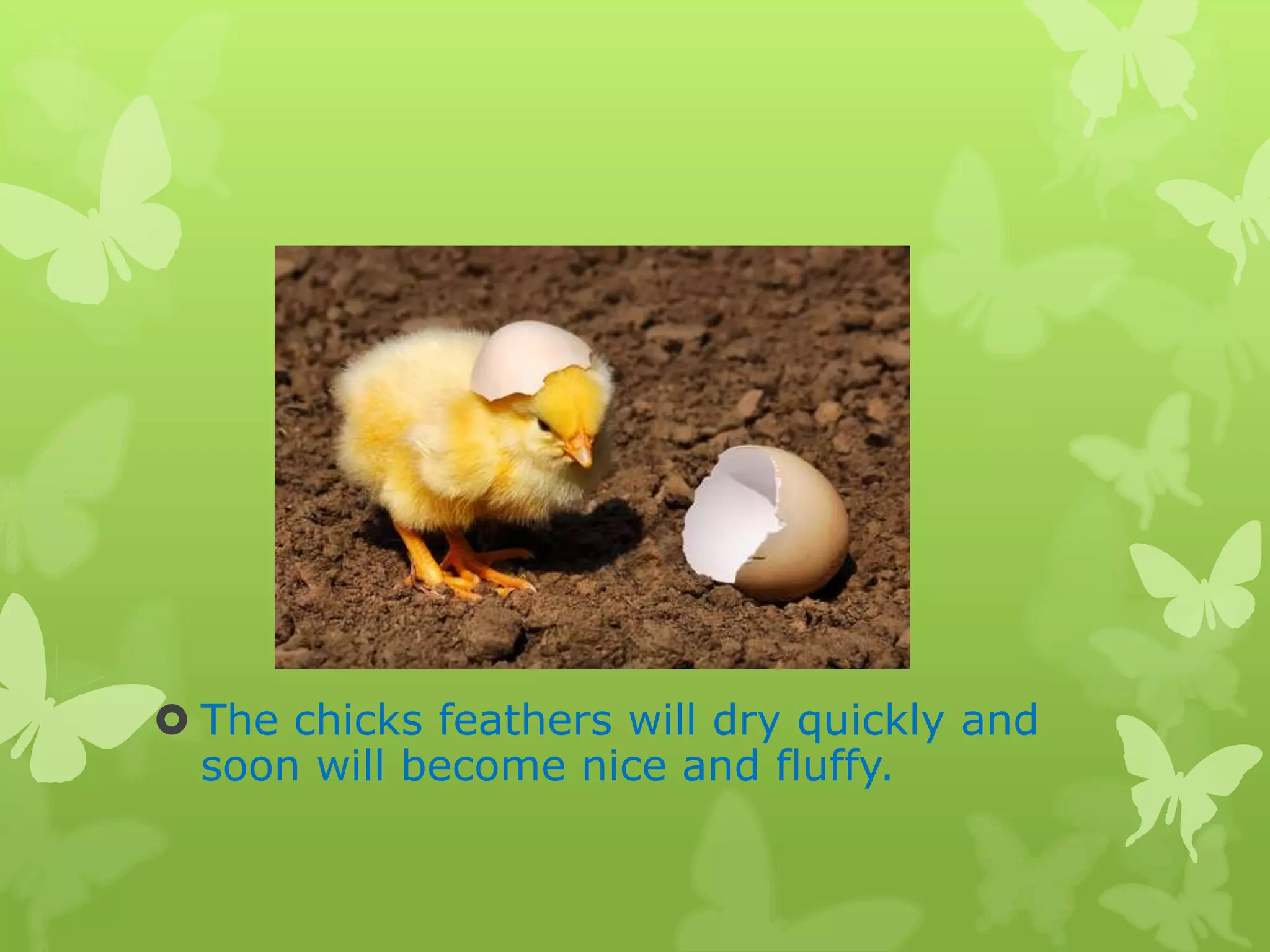 Life cycle of a chicken by emma mcdaid and blathin ahearne x 2 | PPTX