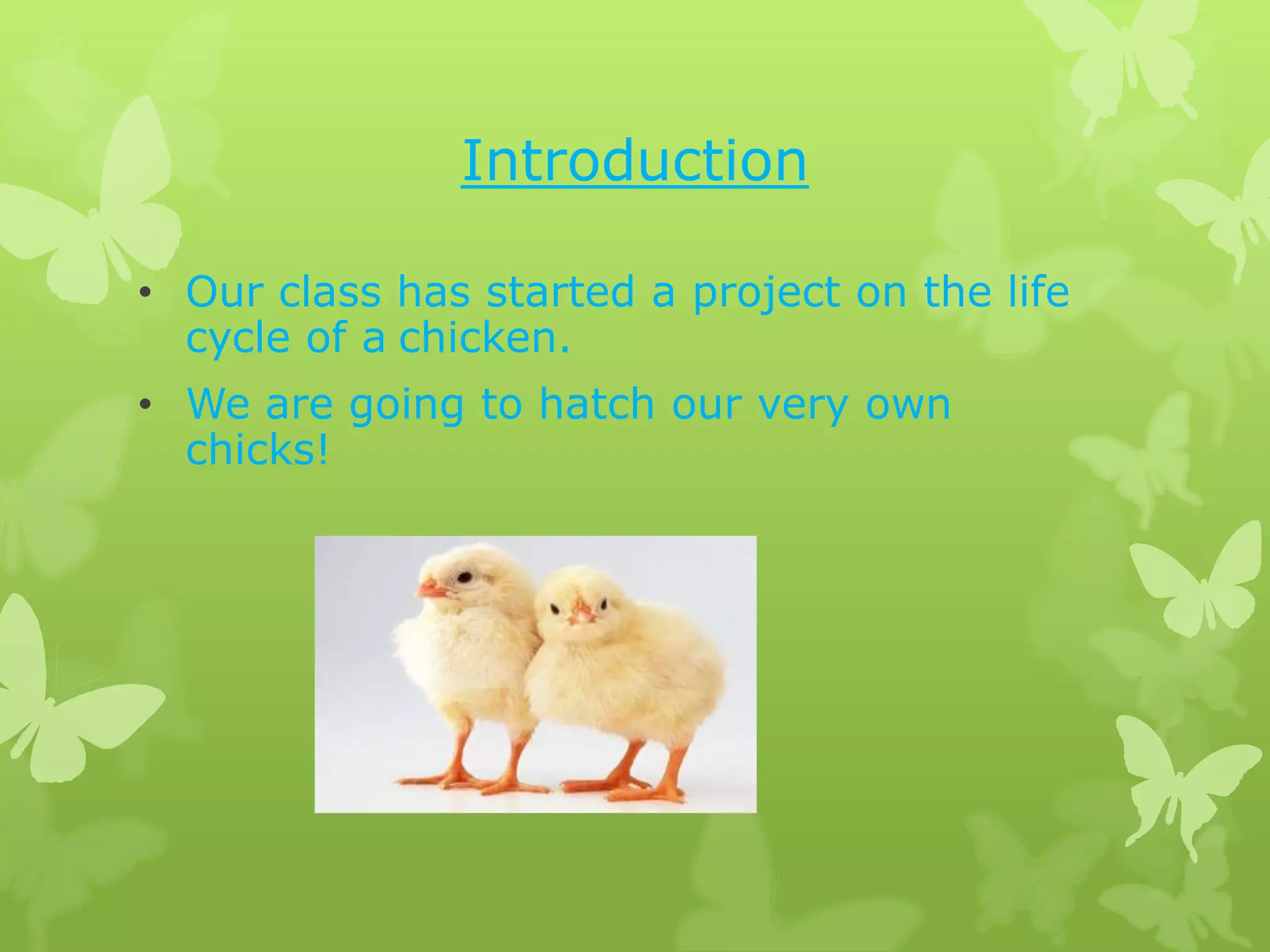Life cycle of a chicken by emma mcdaid and blathin ahearne x 2 | PPTX