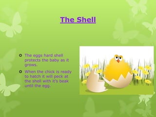 Life cycle of a chicken by emma mcdaid and blathin ahearne x 2 | PPTX ...