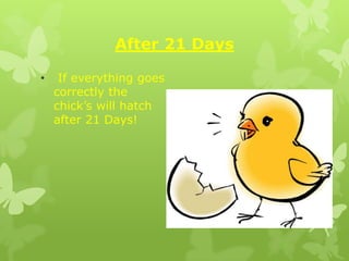 Life cycle of a chicken by emma mcdaid and blathin ahearne x 2 | PPTX ...