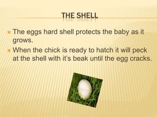 Life cycle of a chicken jj and s2 | PPTX