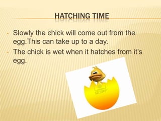 Life cycle of a chicken jj and s2 | PPTX