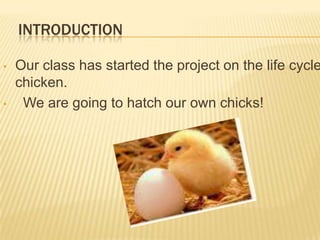 Life cycle of a chicken jj and s2 | PPTX