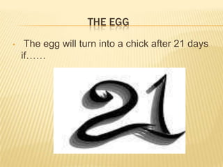 Life cycle of a chicken jj and s2 | PPTX