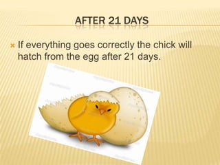 Life cycle of a chicken jj and s2 | PPTX