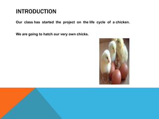 Life cycle of a chicken kyle aned darragh | PPT