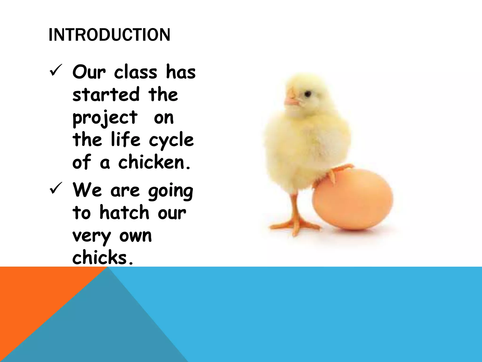 Life cycle of a chicken mark oisin | PPTX