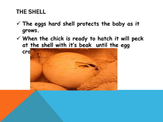 Life cycle of a chicken mark oisin | PPTX | Birds | Pets