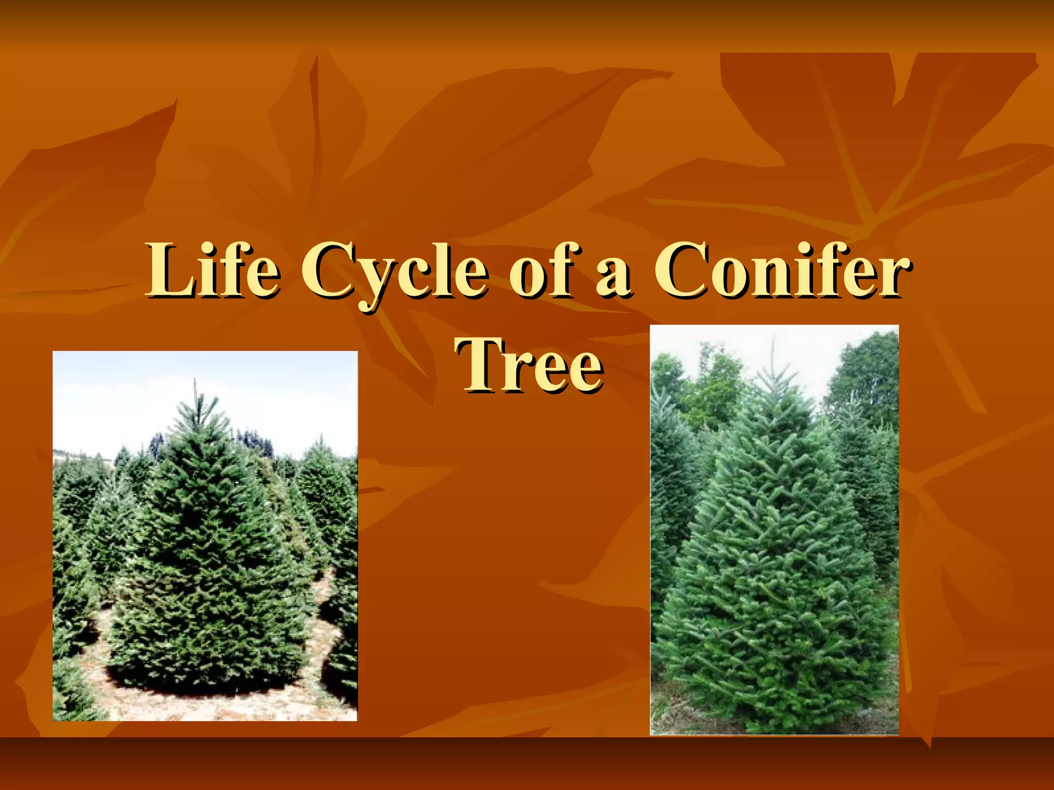 Life cycle of a conifer tree | PPT