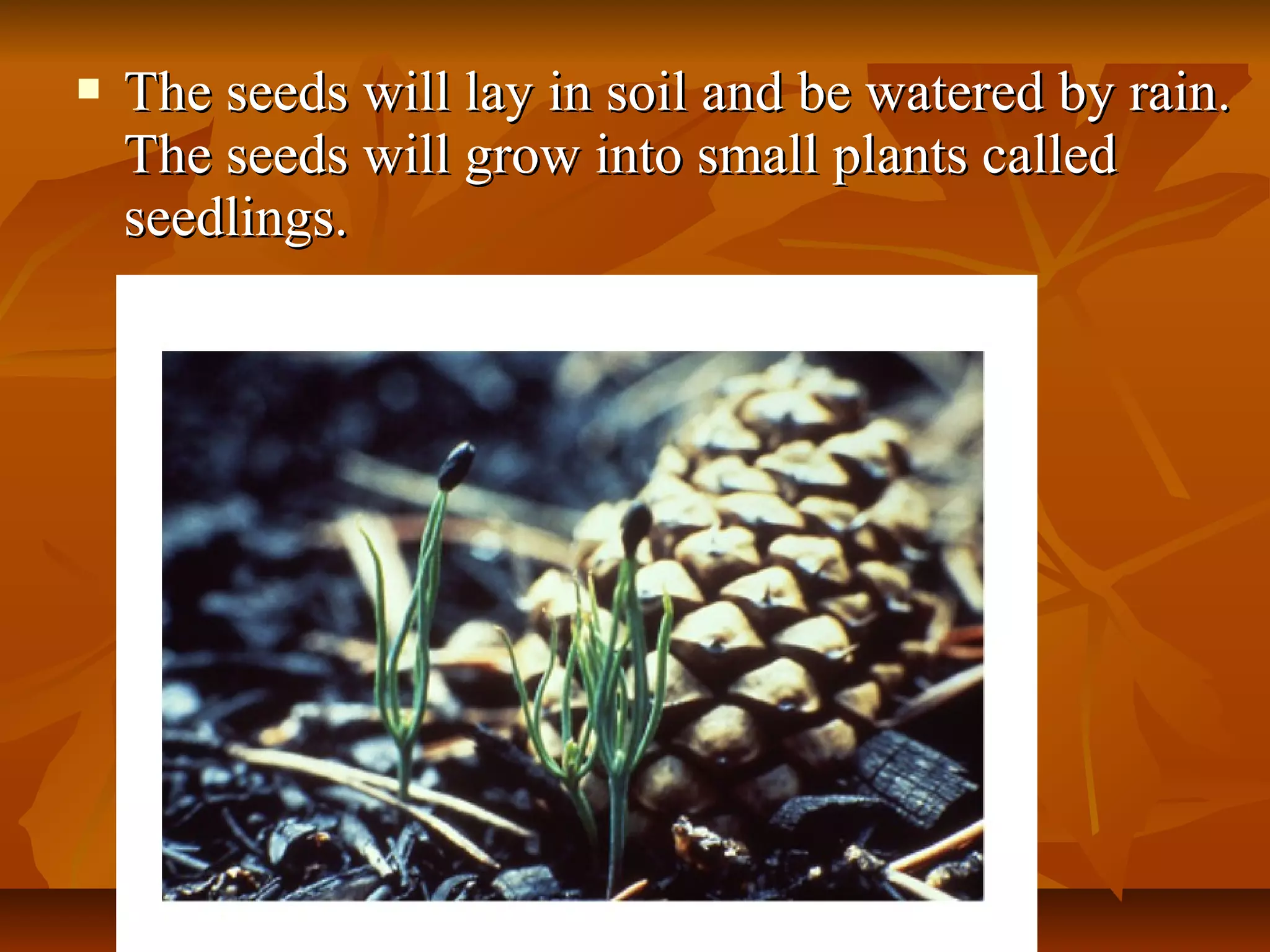 Life cycle of a conifer tree | PPT