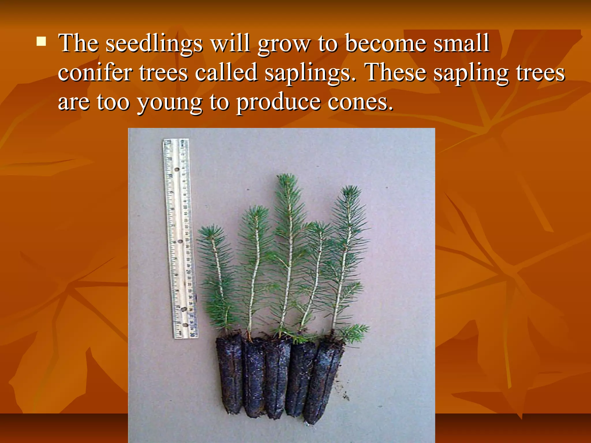 Life cycle of a conifer tree | PPT