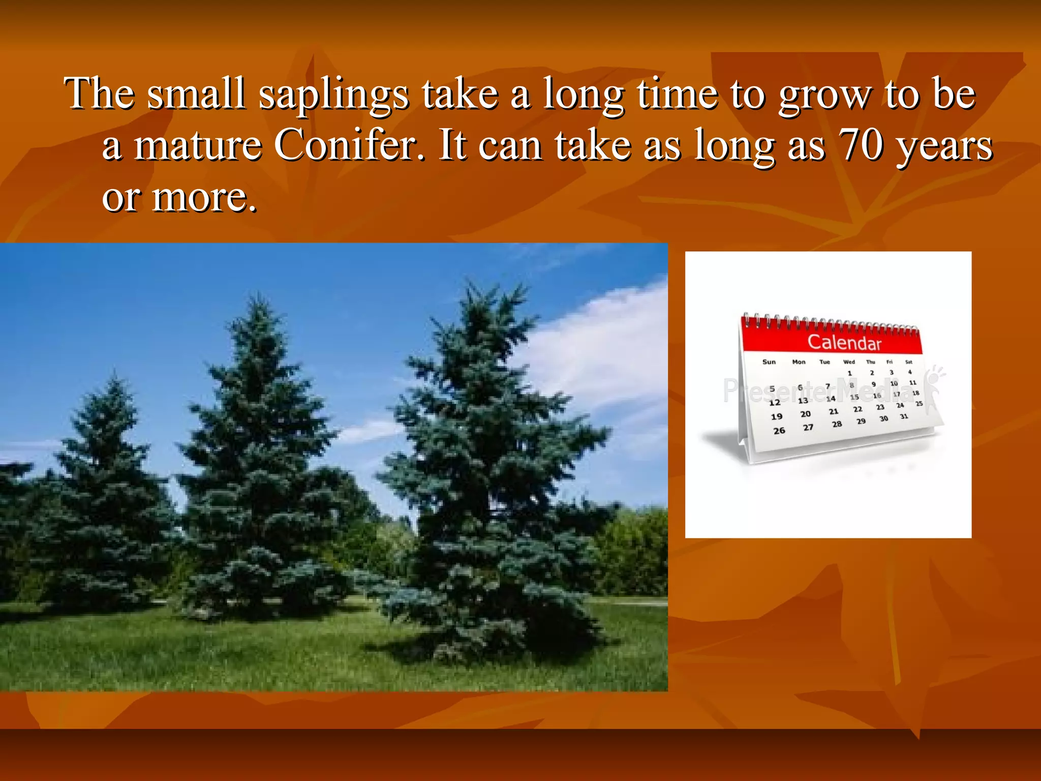 Life cycle of a conifer tree | PPT