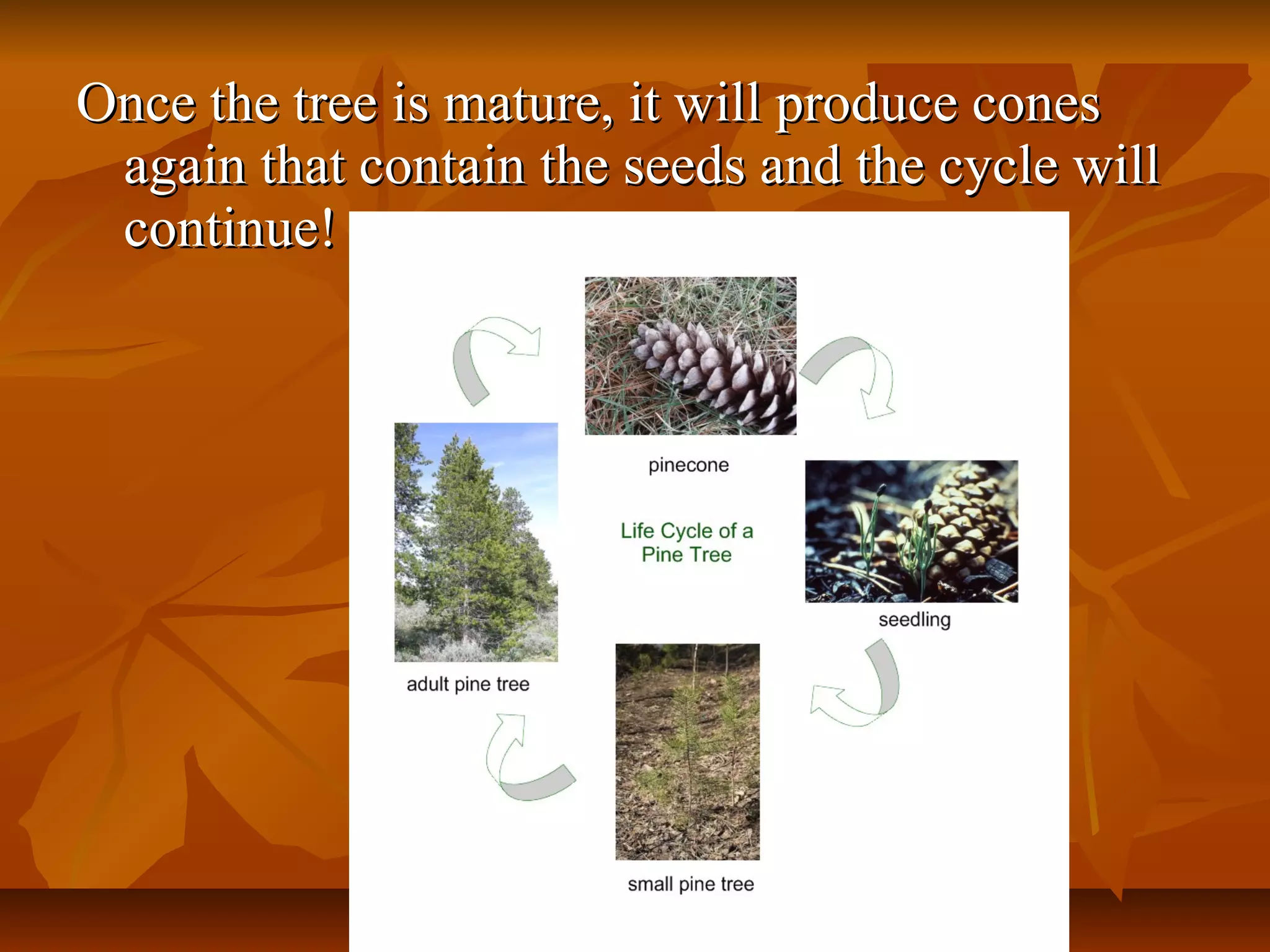 Life cycle of a conifer tree | PPT