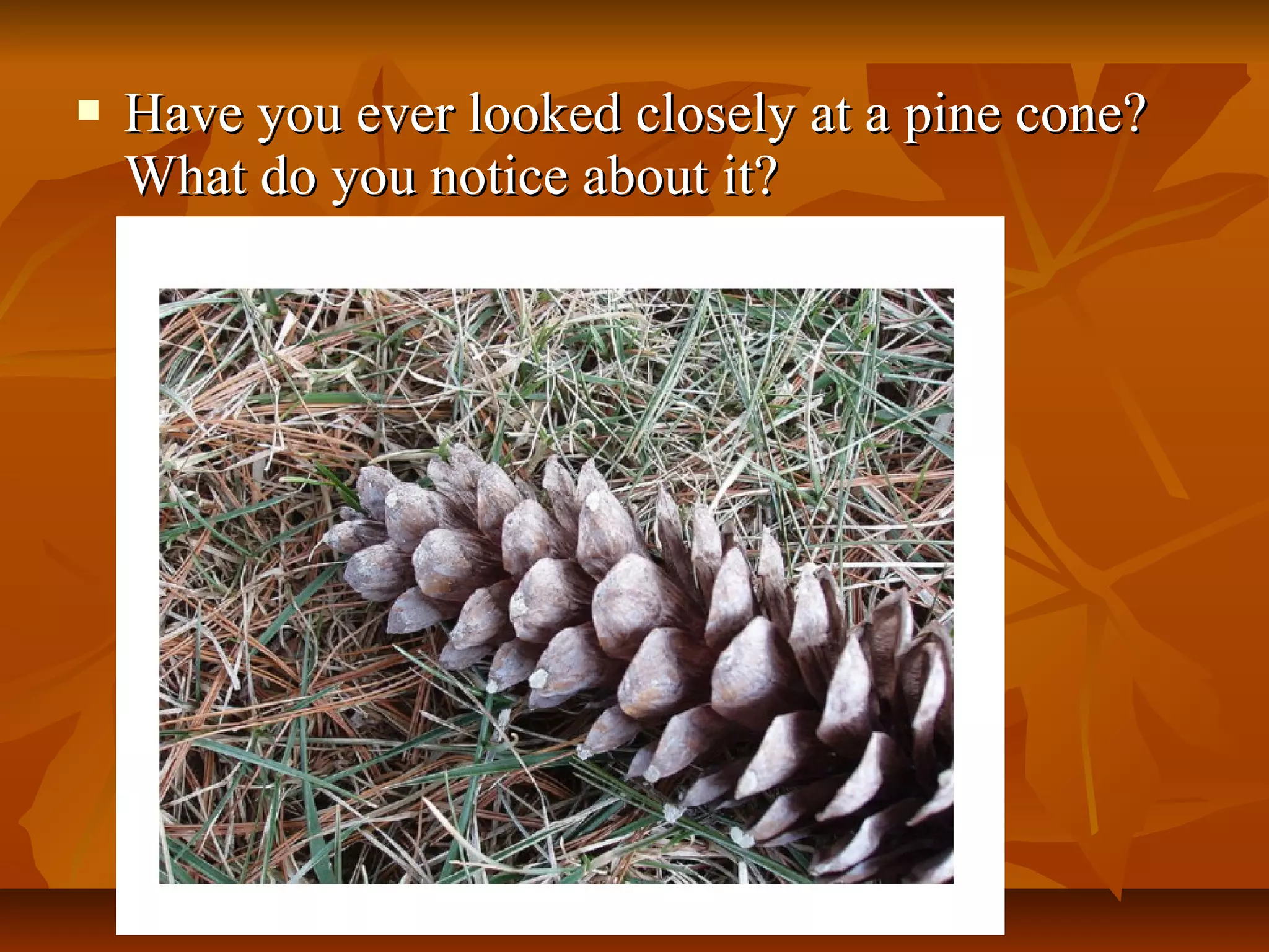 Life cycle of a conifer tree | PPT