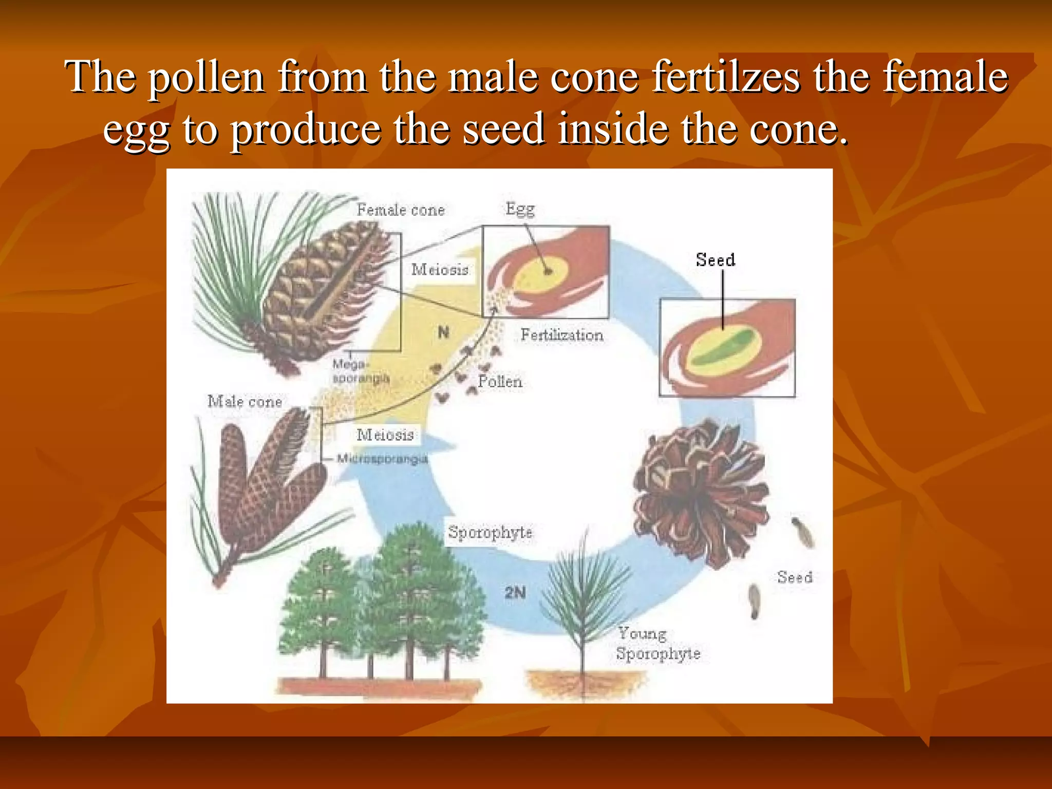 Life cycle of a conifer tree | PPT