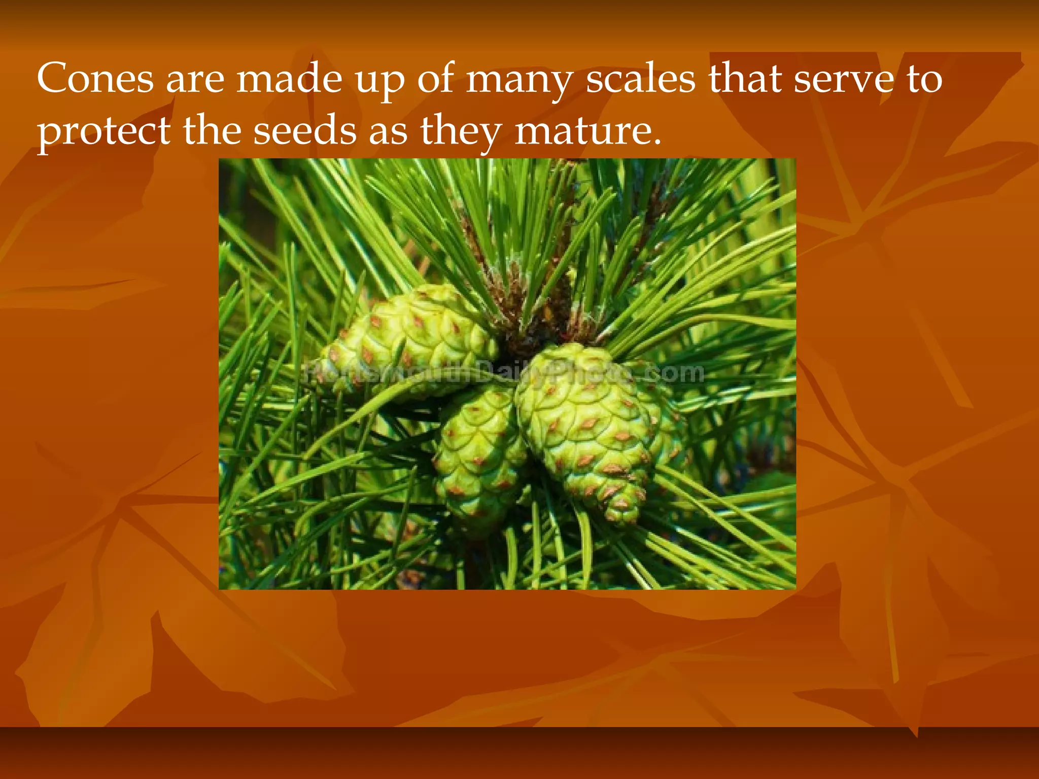 Life cycle of a conifer tree | PPT