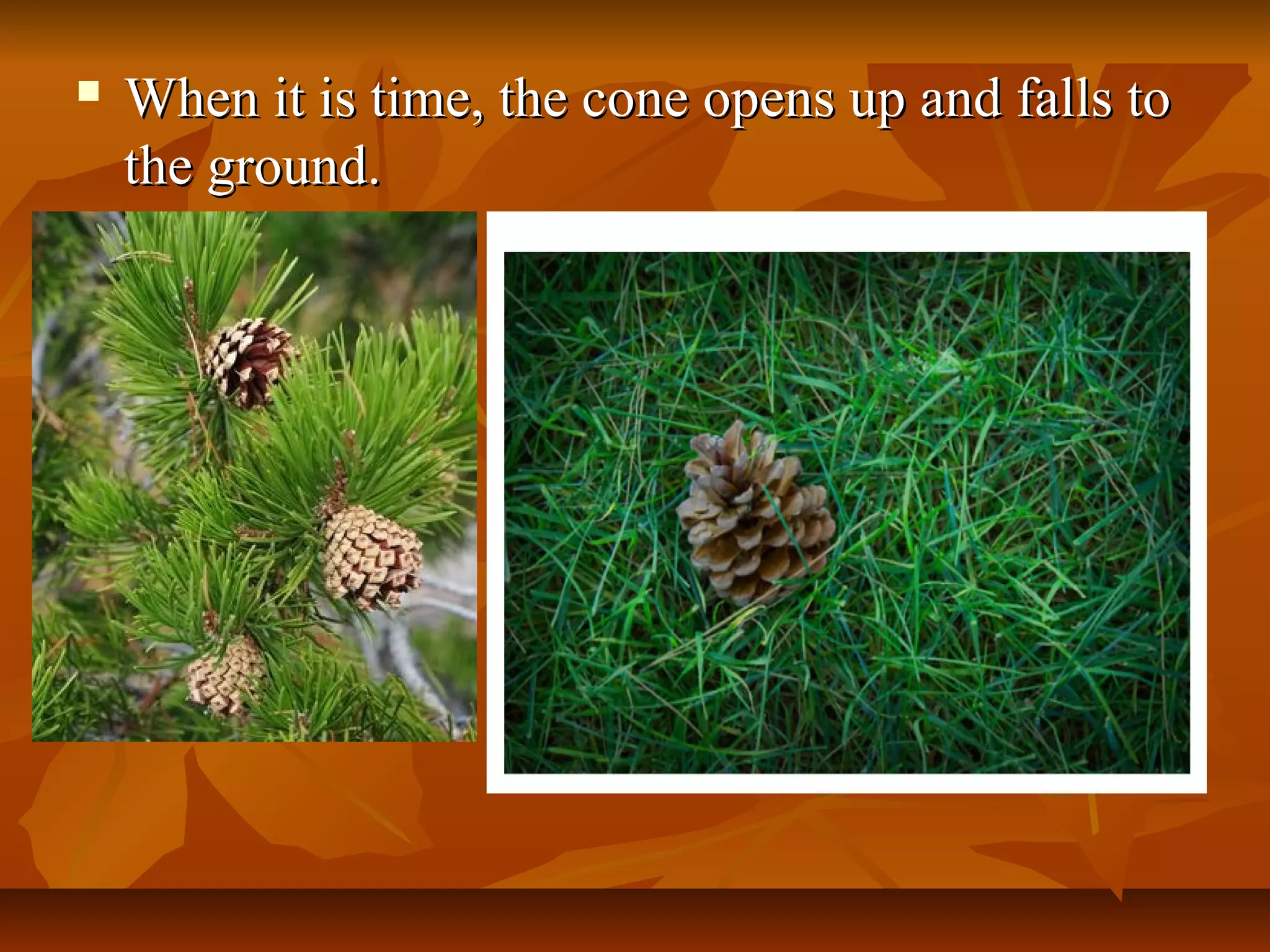 Life cycle of a conifer tree | PPT