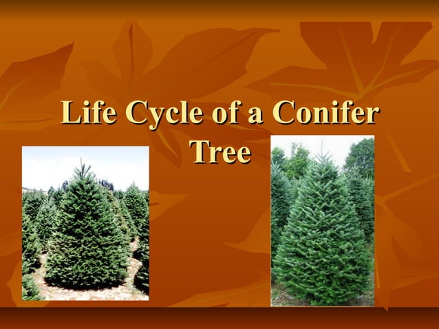 Life cycle of a conifer tree | PPT