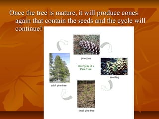 Life cycle of a conifer tree | PPT