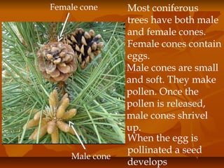 Life cycle of a conifer tree | PPT