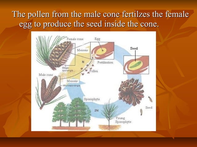 Life cycle of a conifer tree | PPT
