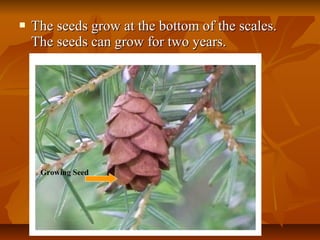 Life cycle of a conifer tree | PPT