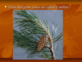 Conifer Life Cycle