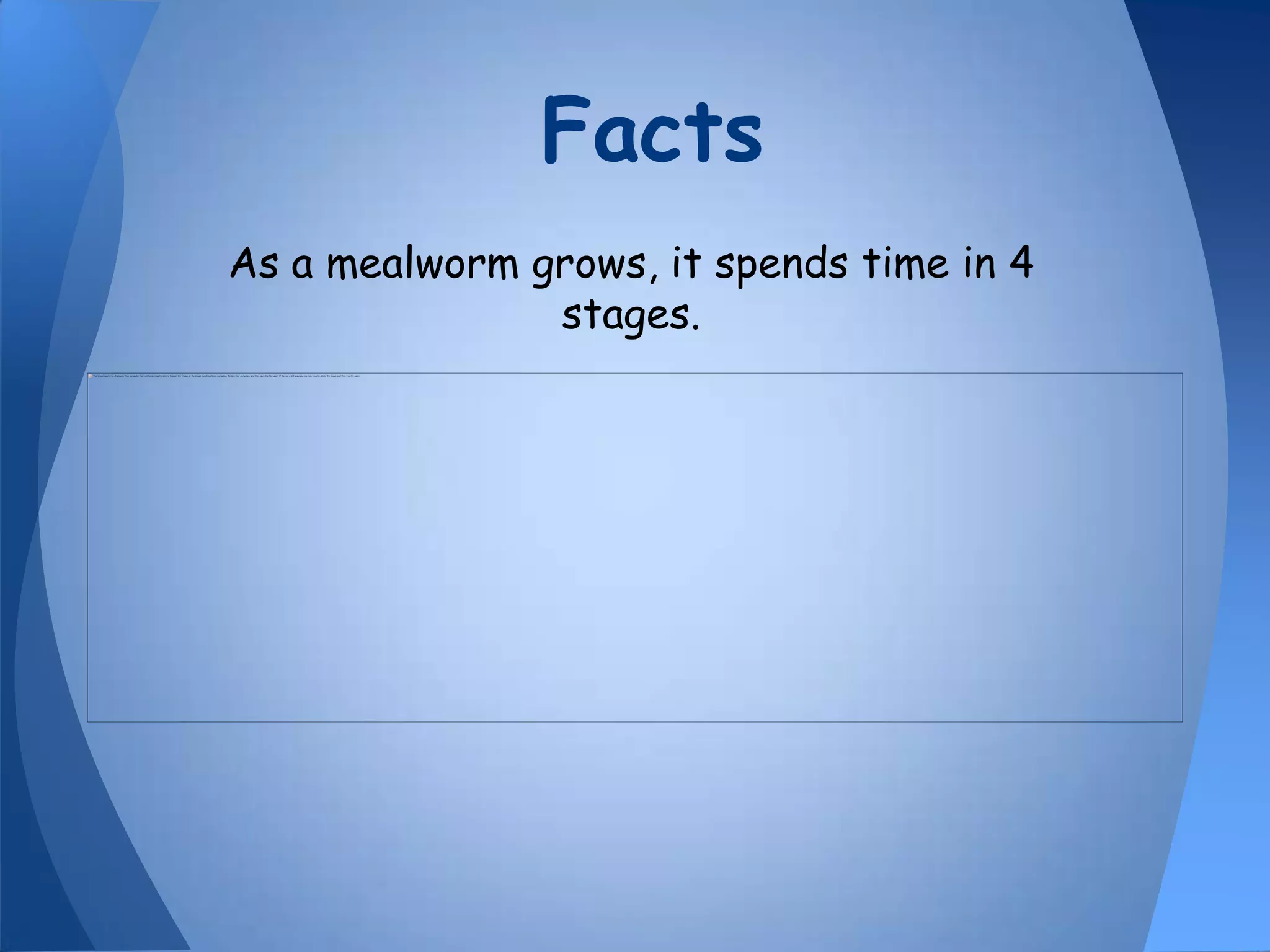 Life cycle of a darkling beetle | PPTX