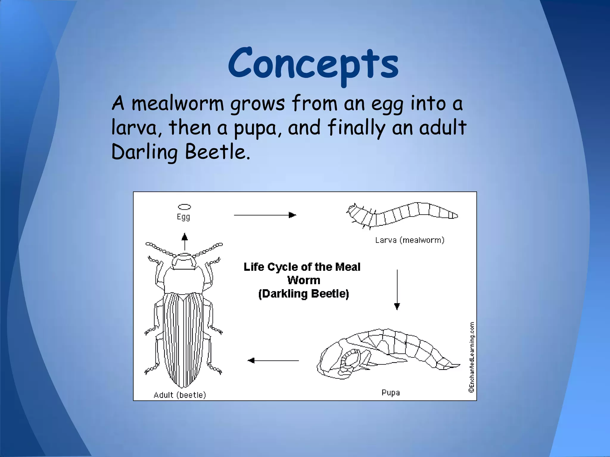 Life cycle of a darkling beetle | PPTX