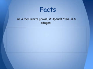 Life cycle of a darkling beetle | PPTX