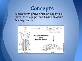 Life cycle of a darkling beetle | PPTX