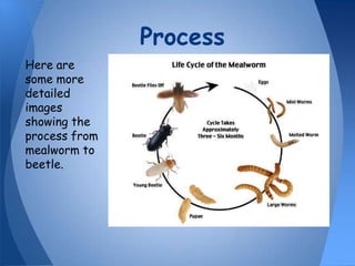 Life cycle of a darkling beetle | PPTX