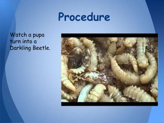Life cycle of a darkling beetle | PPTX