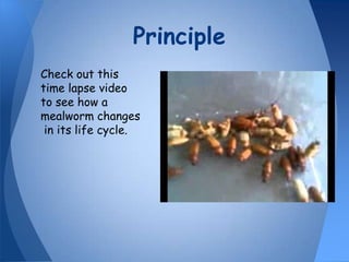 Life cycle of a darkling beetle | PPTX