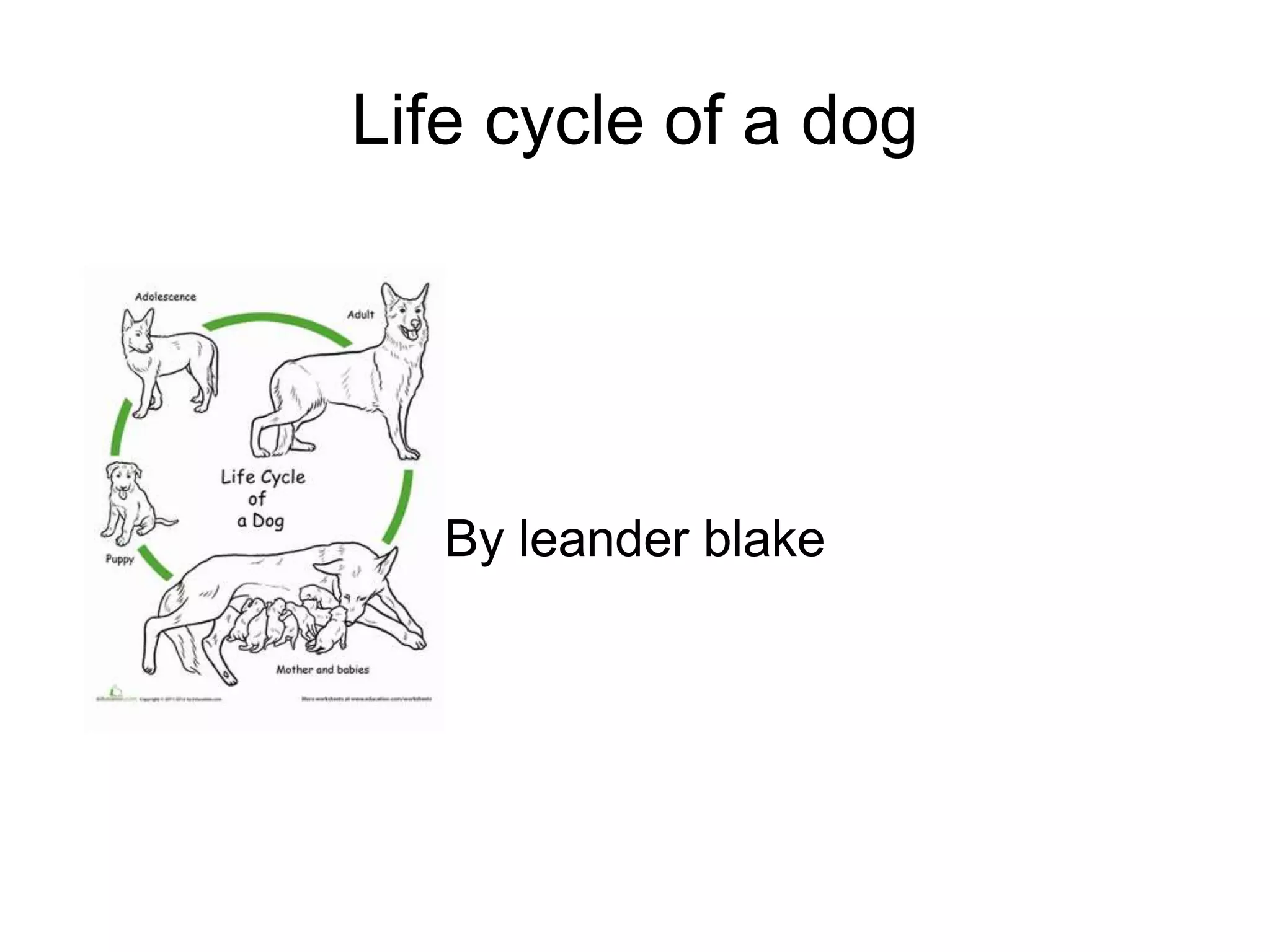 Life cycle of a dog | PPTX