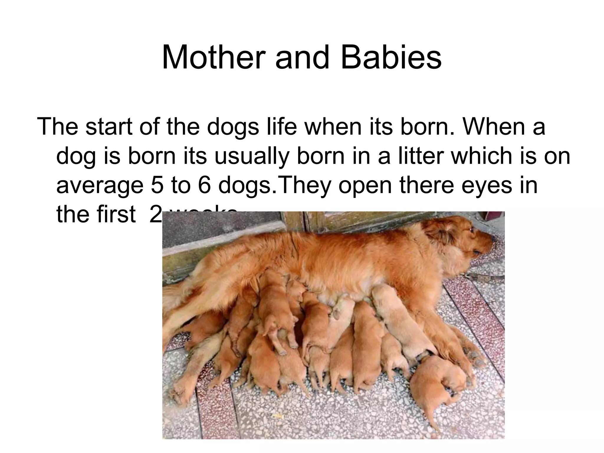 Life cycle of a dog | PPTX