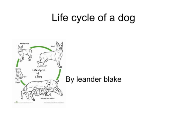 Life cycle of a dog | PPTX
