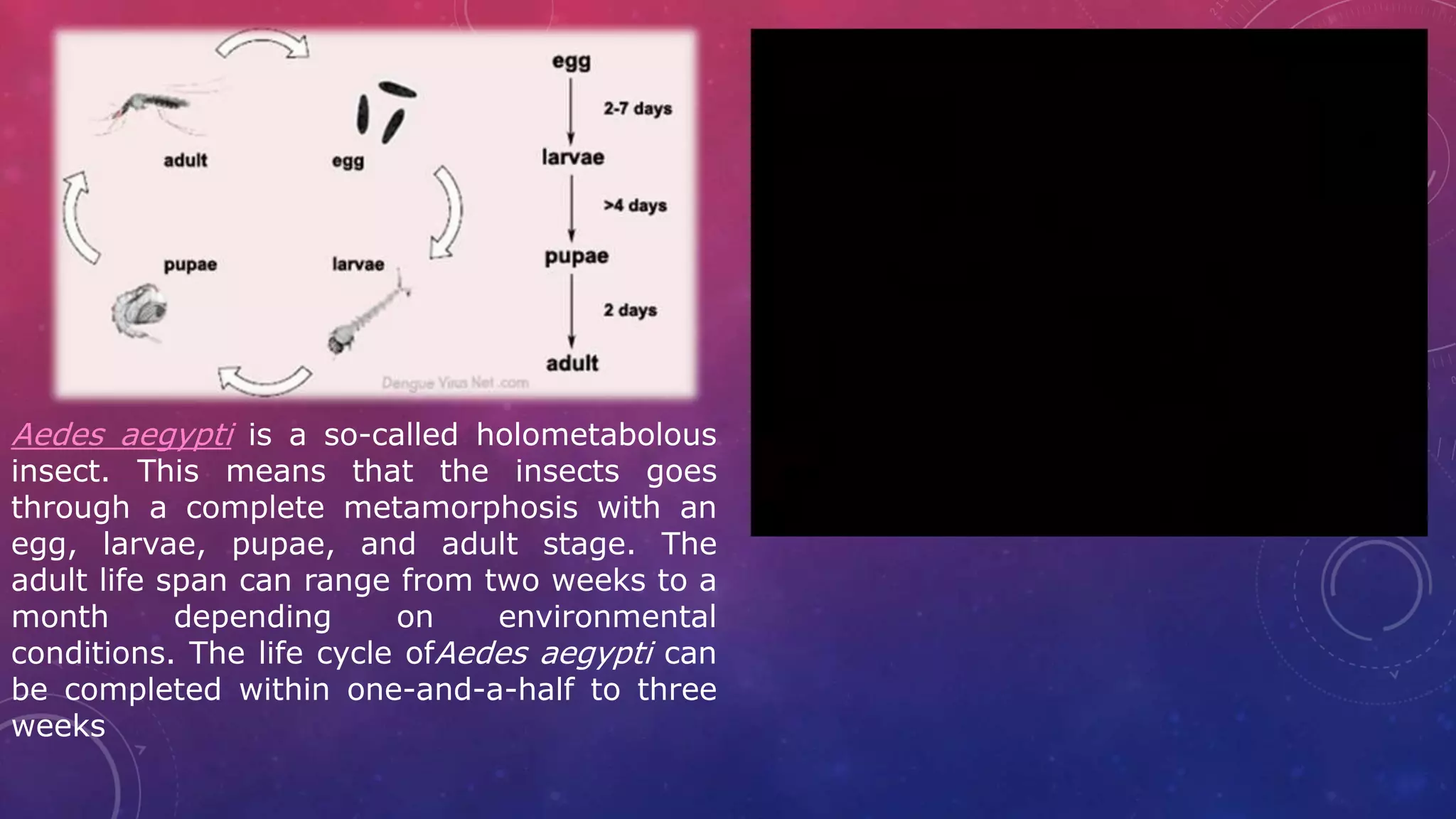 Life cycle of aedes | PPTX