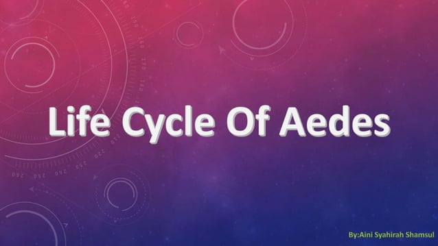 Life cycle of aedes | PPTX