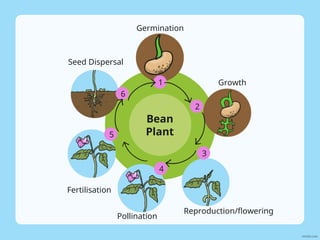 The stages of a flowering plant life cycle | PPT