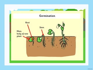 The stages of a flowering plant life cycle | PPT