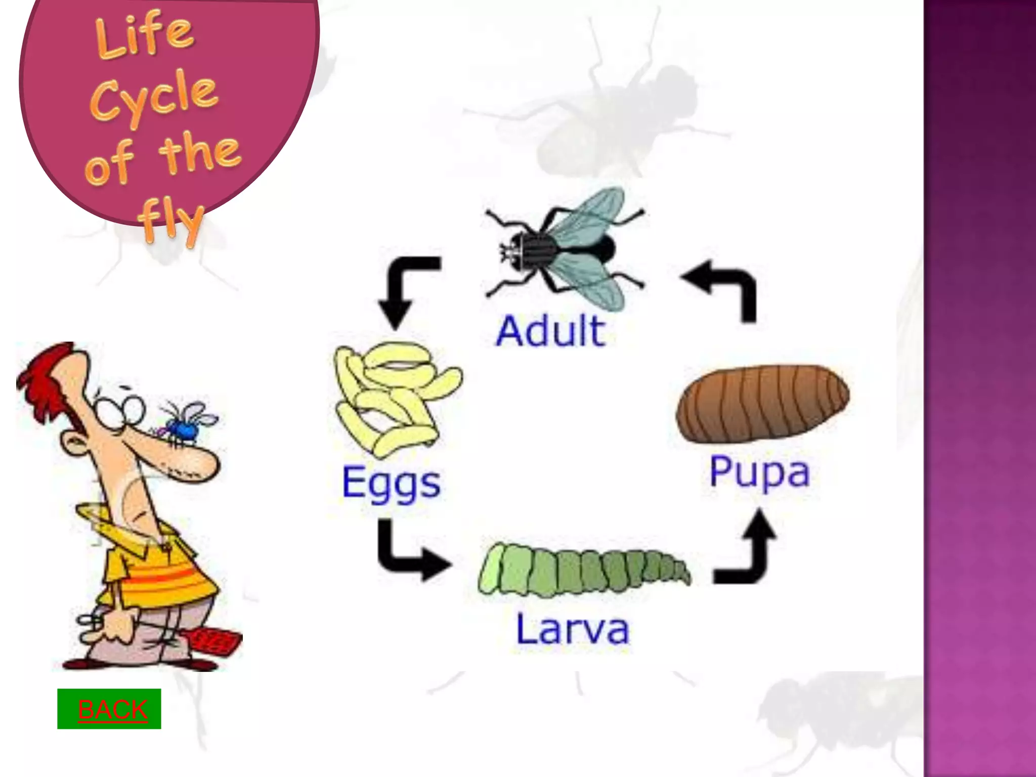 Life cycle of a fly | PPSX