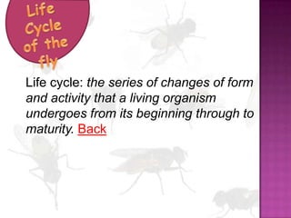 Life cycle of a fly | PPSX