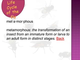 Life cycle of a fly | PPSX