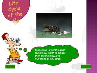 Life cycle of a fly | PPSX